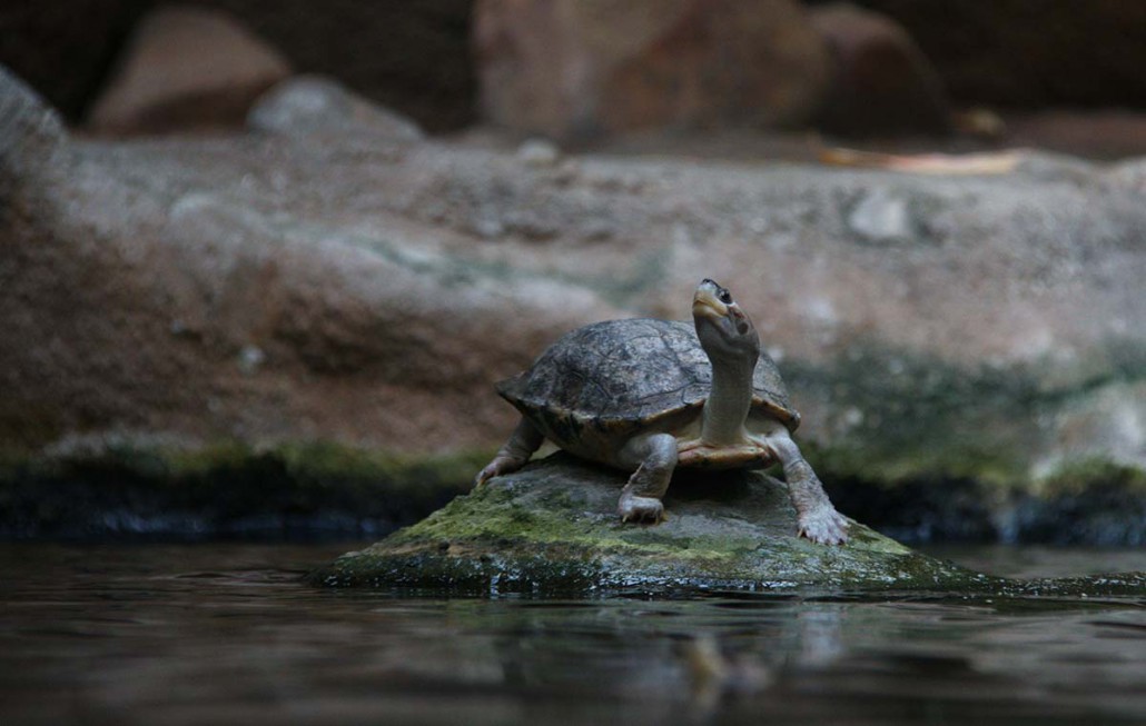 Turtle on the rock stock photo | Free download