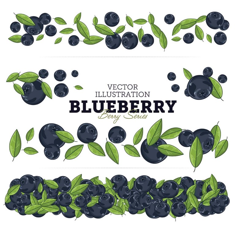 Blueberry vector illustration set | Free download