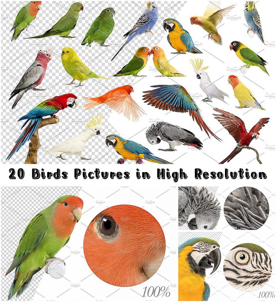 Birds high res pictures | Free download