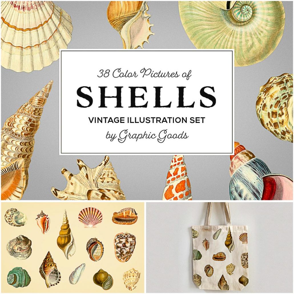 Vintage Color Shells Illustrations | Free download