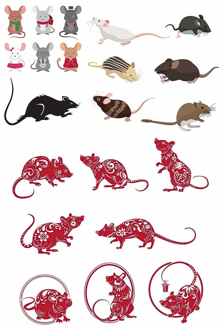 Rat Image Vector Collection | Free download