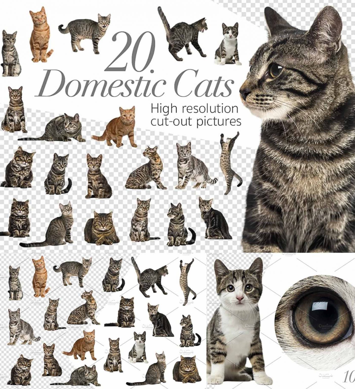 20 Domestic Cats Cut Out Pictures | Free download
