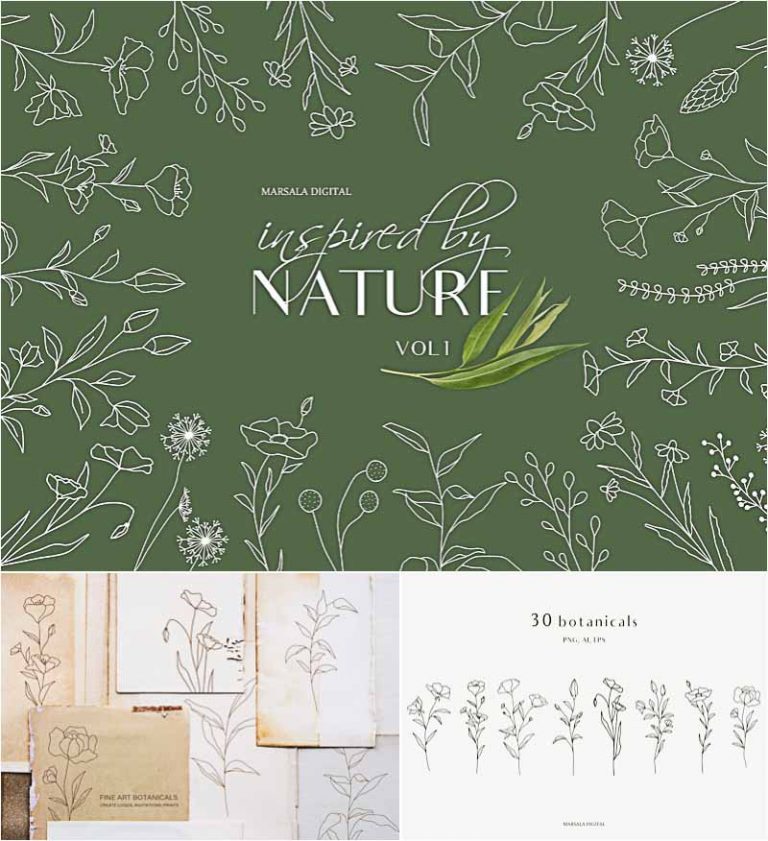 Botanical Line Art Illustrations | Free download
