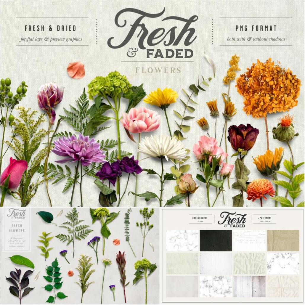 Fresh & Dried Flower Flat Lay | Free download
