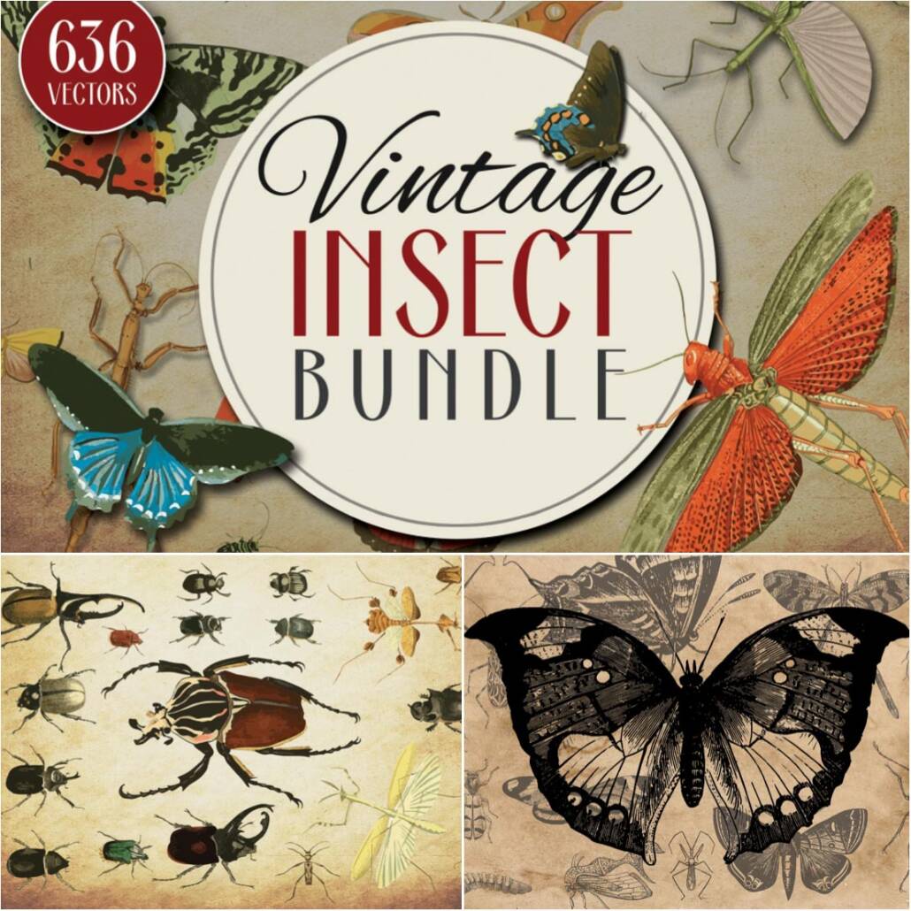 Insect Vector Graphics Bundle | Free download